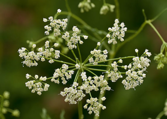 Anis (Pimpinella anisum) - Saluvet