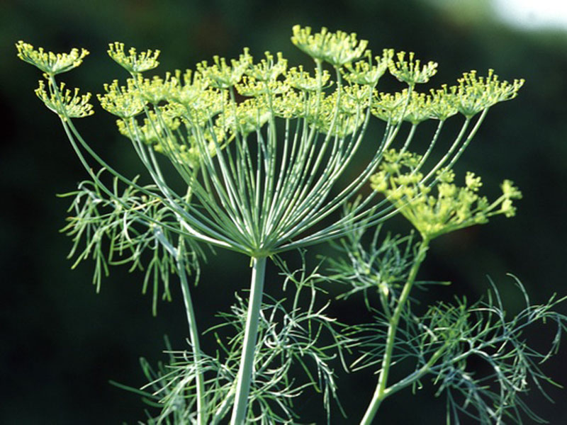 Fenchel (Foeniculum vulgare) - Saluvet