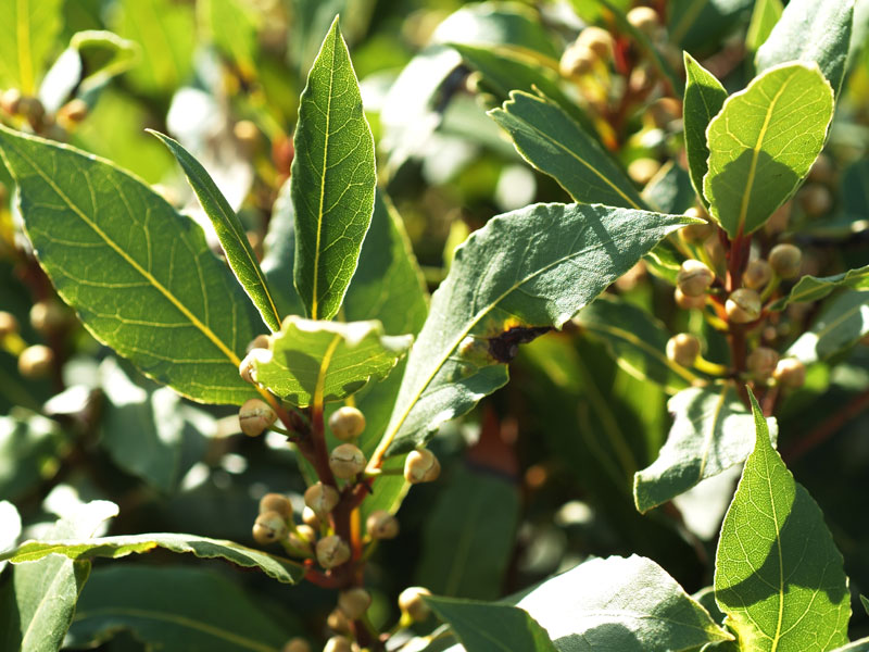 Lorbeer (Laurus nobilis) - Saluvet