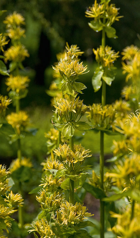 Enzian, gelb (Gentiana lutea) - Saluvet