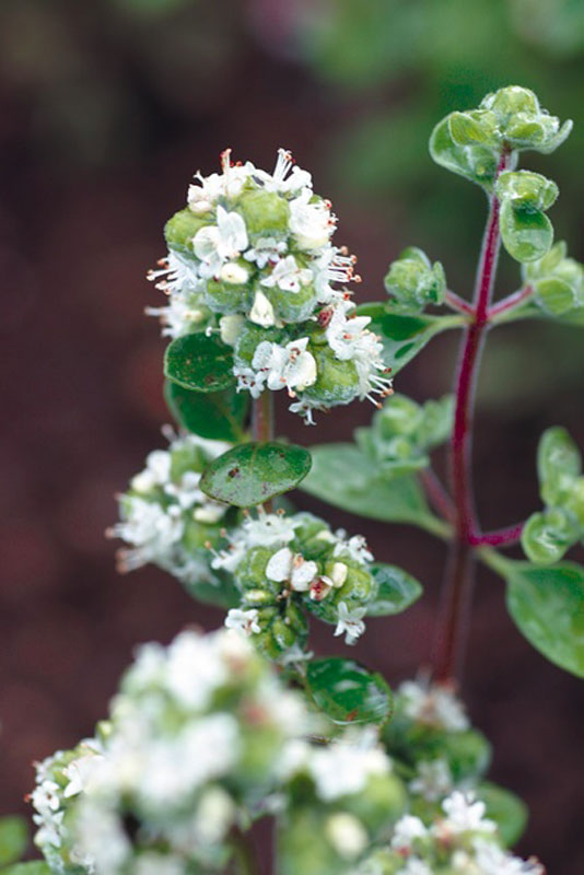 Majoran (Origanum majorana) - Saluvet