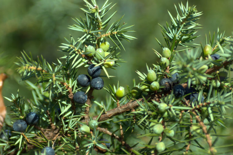 Wacholder (Juniperus communis)* - Saluvet